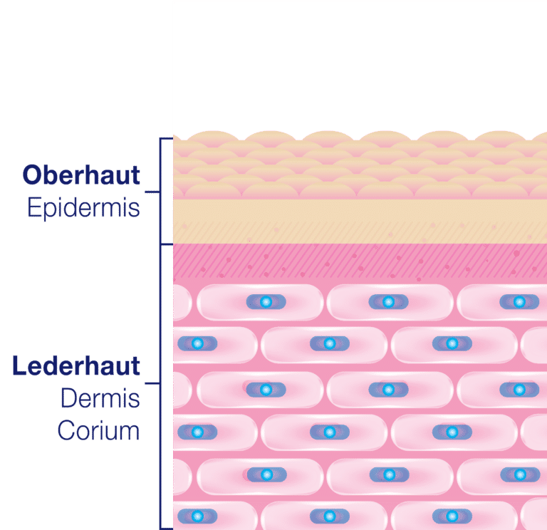 Informationen zu den Aufgaben & Funktionen der Haut | numis® med